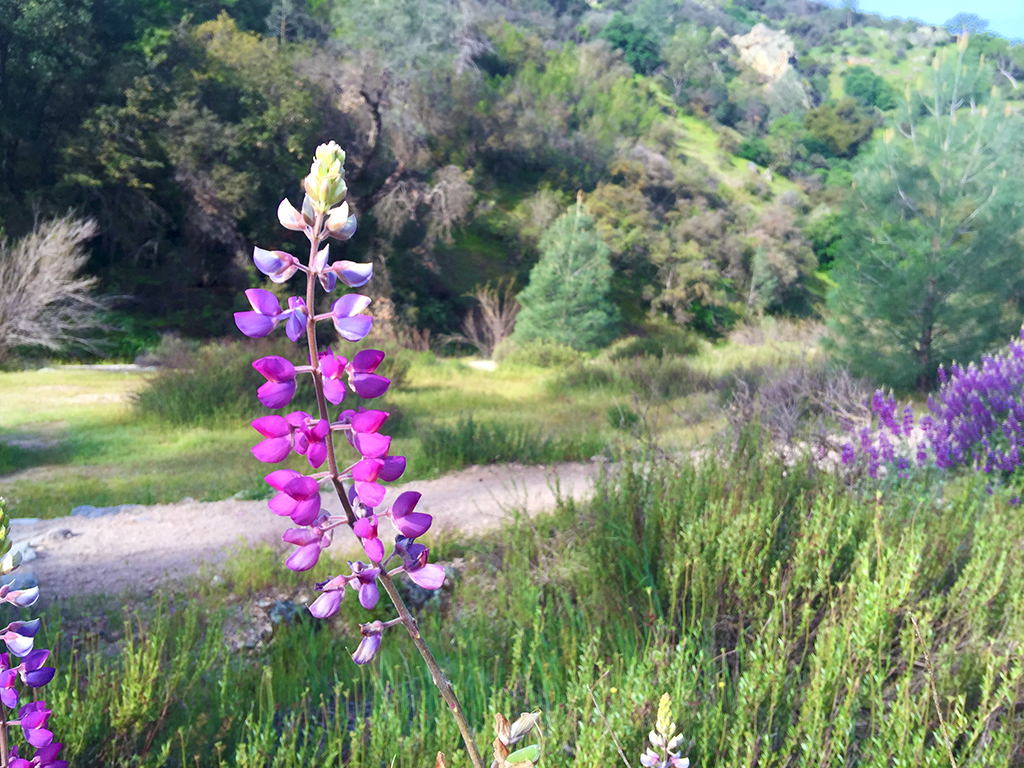 Old Pinnacles Trail To Balconies Cave At Pinnacles National Park