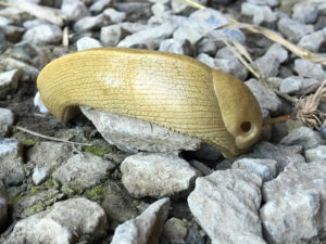 Hiking The Quarry Trail to Historic Hawver Cave Near Auburn, CA