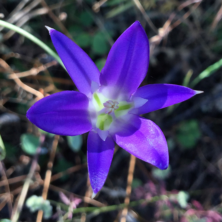 Hiking The Quarry Trail to Historic Hawver Cave Near Auburn, CA