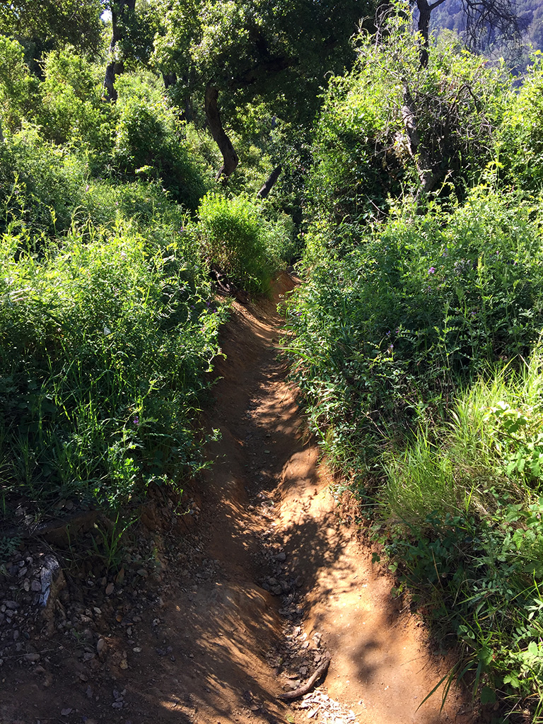 Hike Pfeiffer Falls Trail And Valley View Trail In Pfeiffer Big Sur ...
