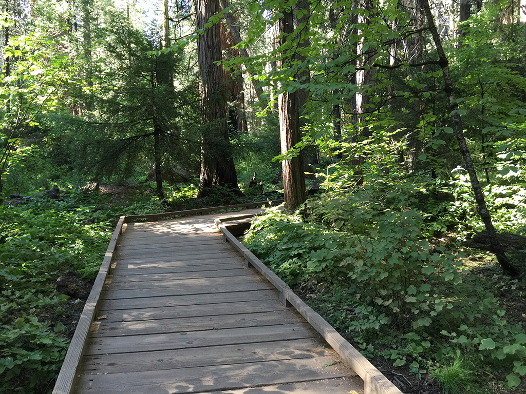 Exploring The Calaveras Big Trees State Park North Grove Trail