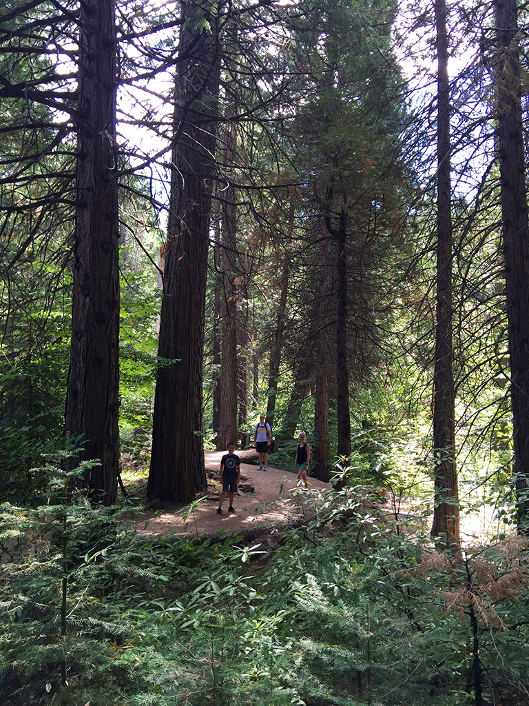 Planning A Family Day Trip To Calaveras Big Trees State Park