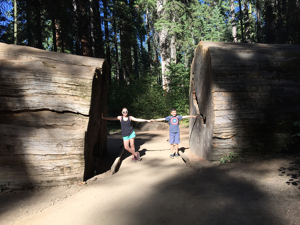 Exploring The Calaveras Big Trees State Park North Grove Trail