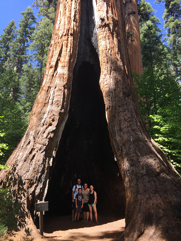 Planning A Family Day Trip To Calaveras Big Trees State Park