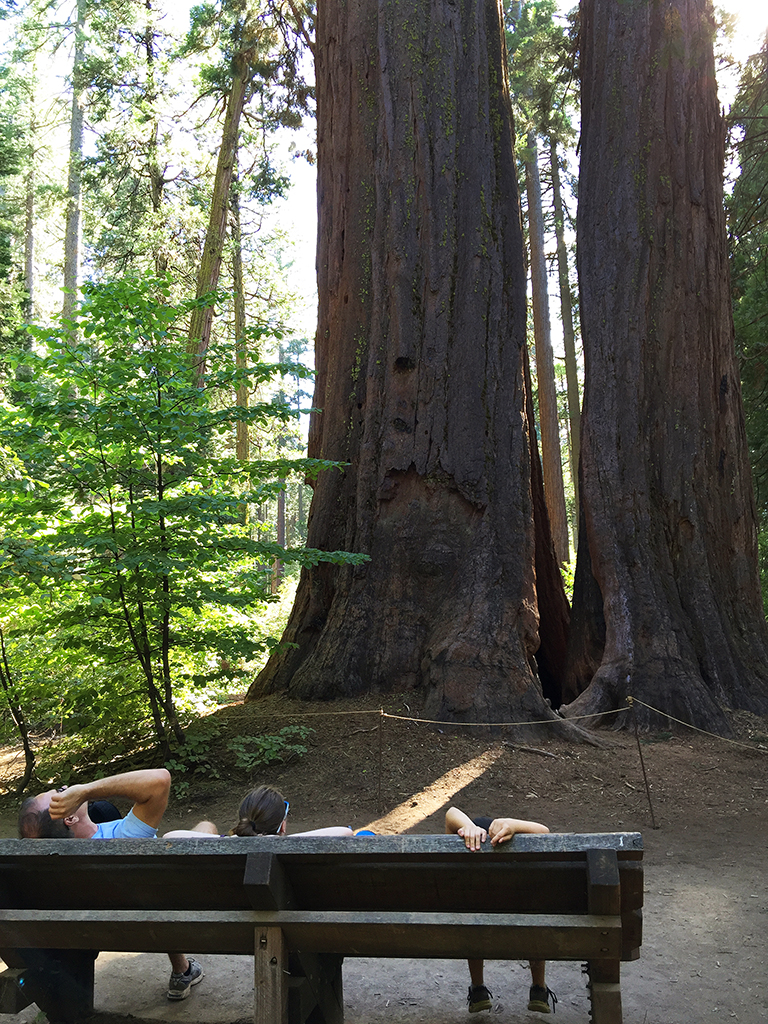 Exploring The Calaveras Big Trees State Park North Grove Trail