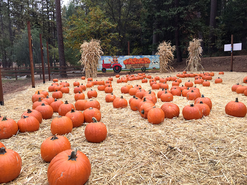 Apple Ridge Farms At Apple Hill In El Dorado County, California