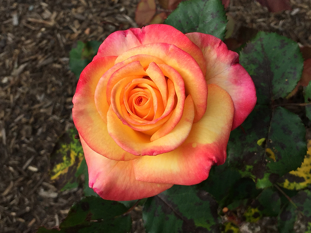 The Golden Gate Park Rose Garden in San Francisco