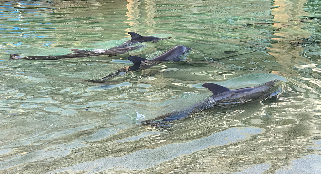 Dolphin Quest: Swimming With Dolphins On The Big Island Of Hawai'i