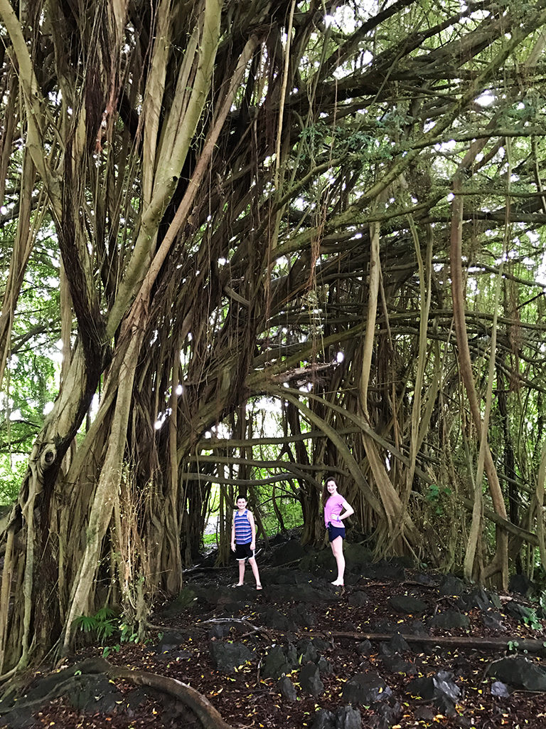 Rainbow Falls And Giant Banyan Trees at Wailuku River State Park in ...