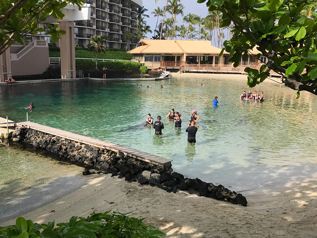 Dolphin Quest: Swimming With Dolphins On The Big Island Of Hawai'i