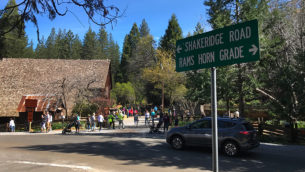 McLaughlin's Daffodil Hill In Volcano, California (Free Admission, Parking)