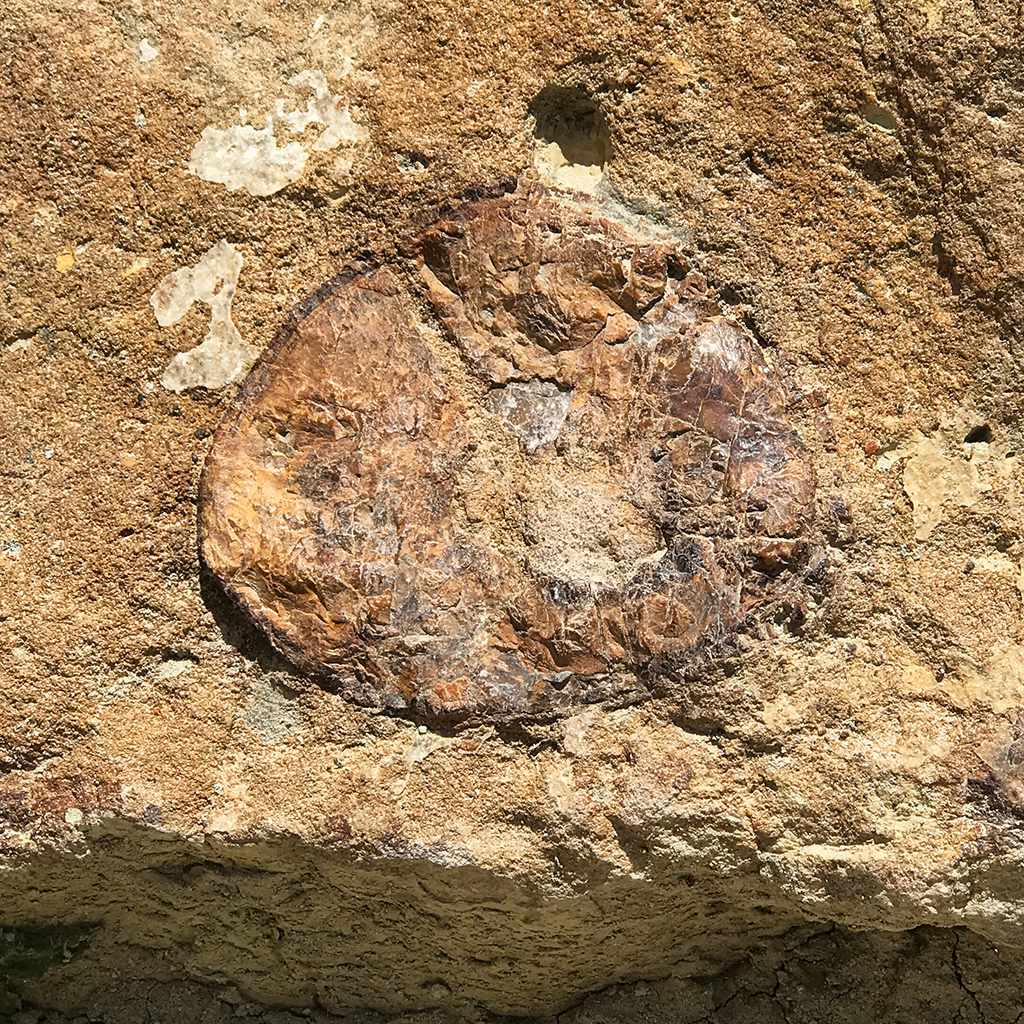Dinosaur Ridge in the Morrison Fossil Area National Natural Landmark