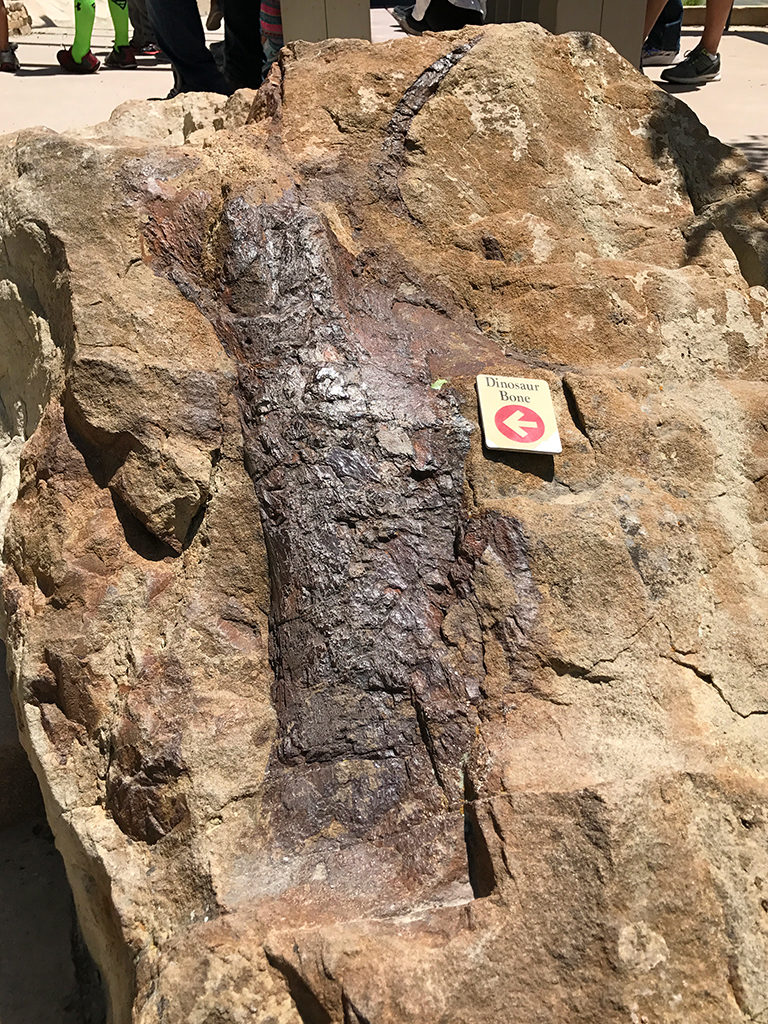 Dinosaur Ridge in the Morrison Fossil Area National Natural Landmark