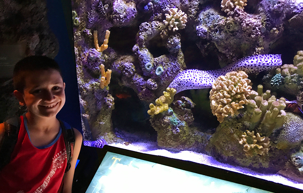 Visit The Shedd Aquarium at Chicago's Museum Campus in Grant Park