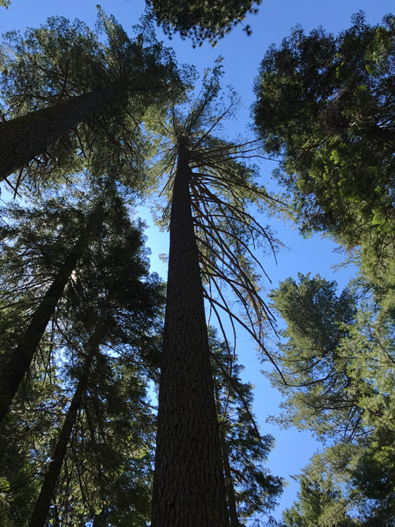 Big Trees Grove: Giant Sequoias In Placer County
