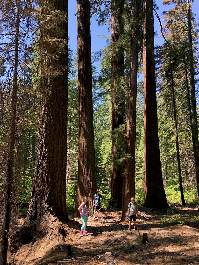 Big Trees Grove: Giant Sequoias In Placer County