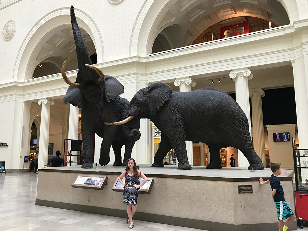 Visit The Field Museum of Natural History in Chicago's Grant Park