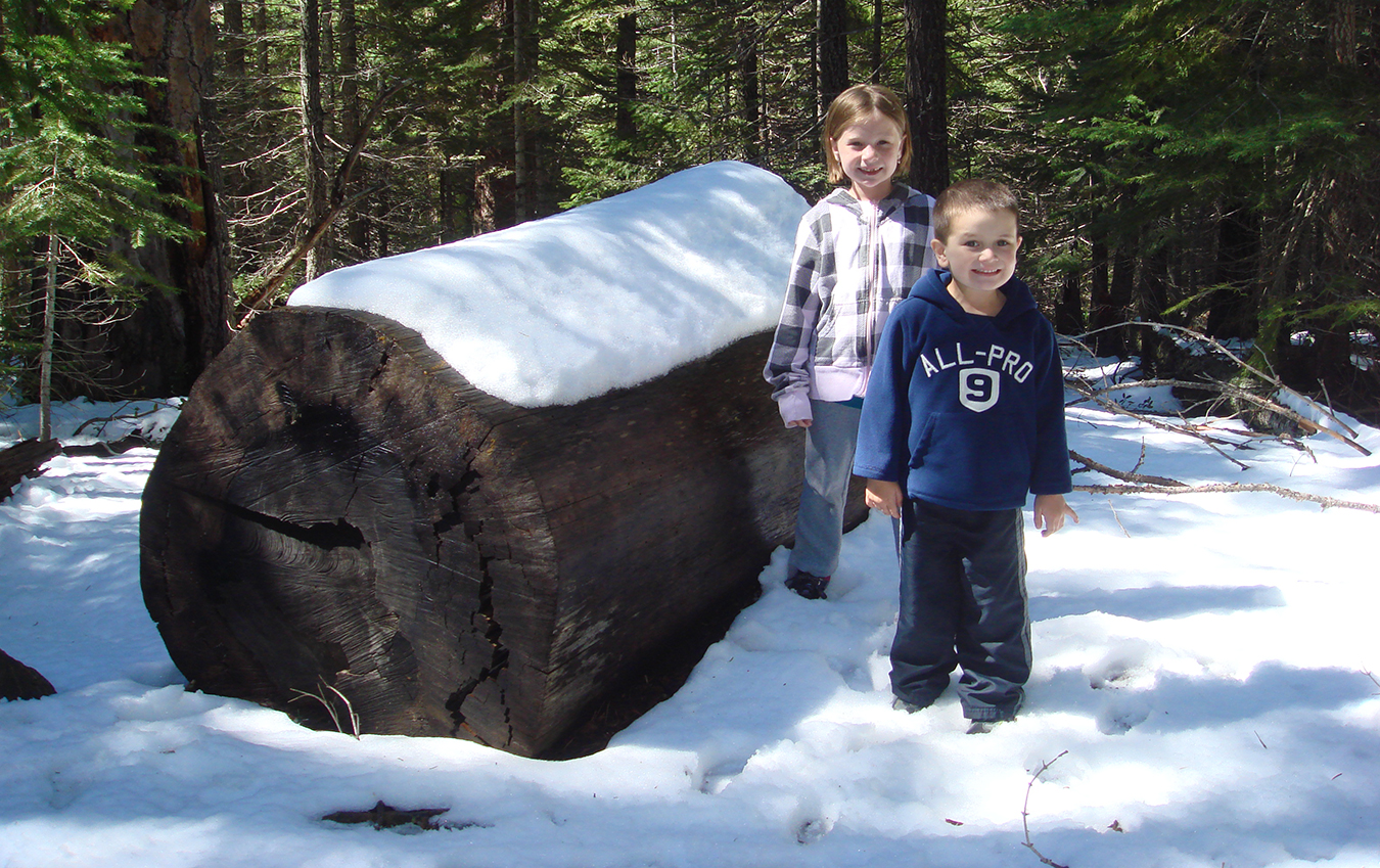 Big Trees Grove: Giant Sequoias In Placer County