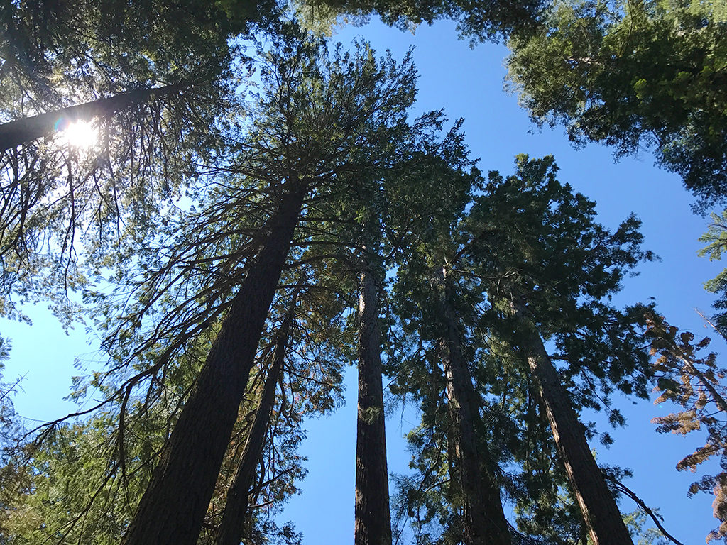 Big Trees Grove: Giant Sequoias In Placer County