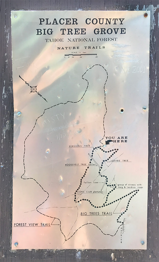 Big Trees Grove: Giant Sequoias In Placer County