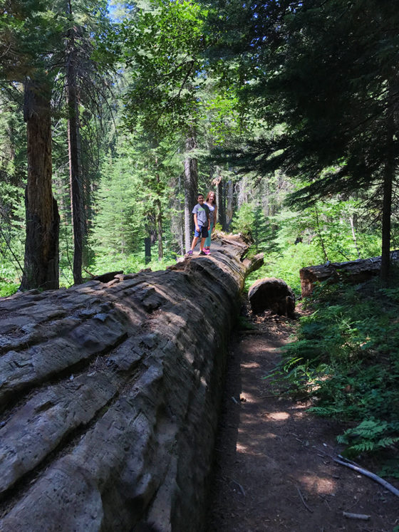 Big Trees Grove: Giant Sequoias In Placer County