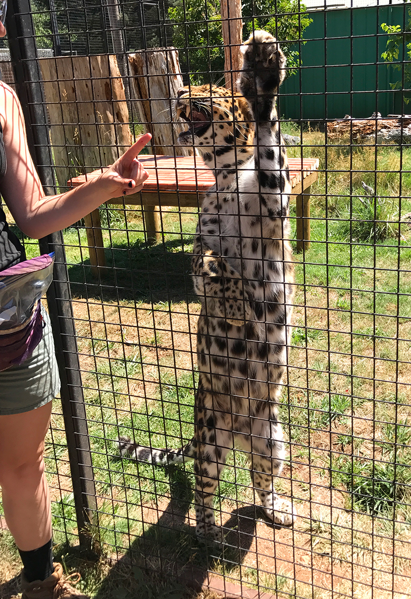 Great Cats World Park: See Tigers, Lions, And Big Cats Up Close
