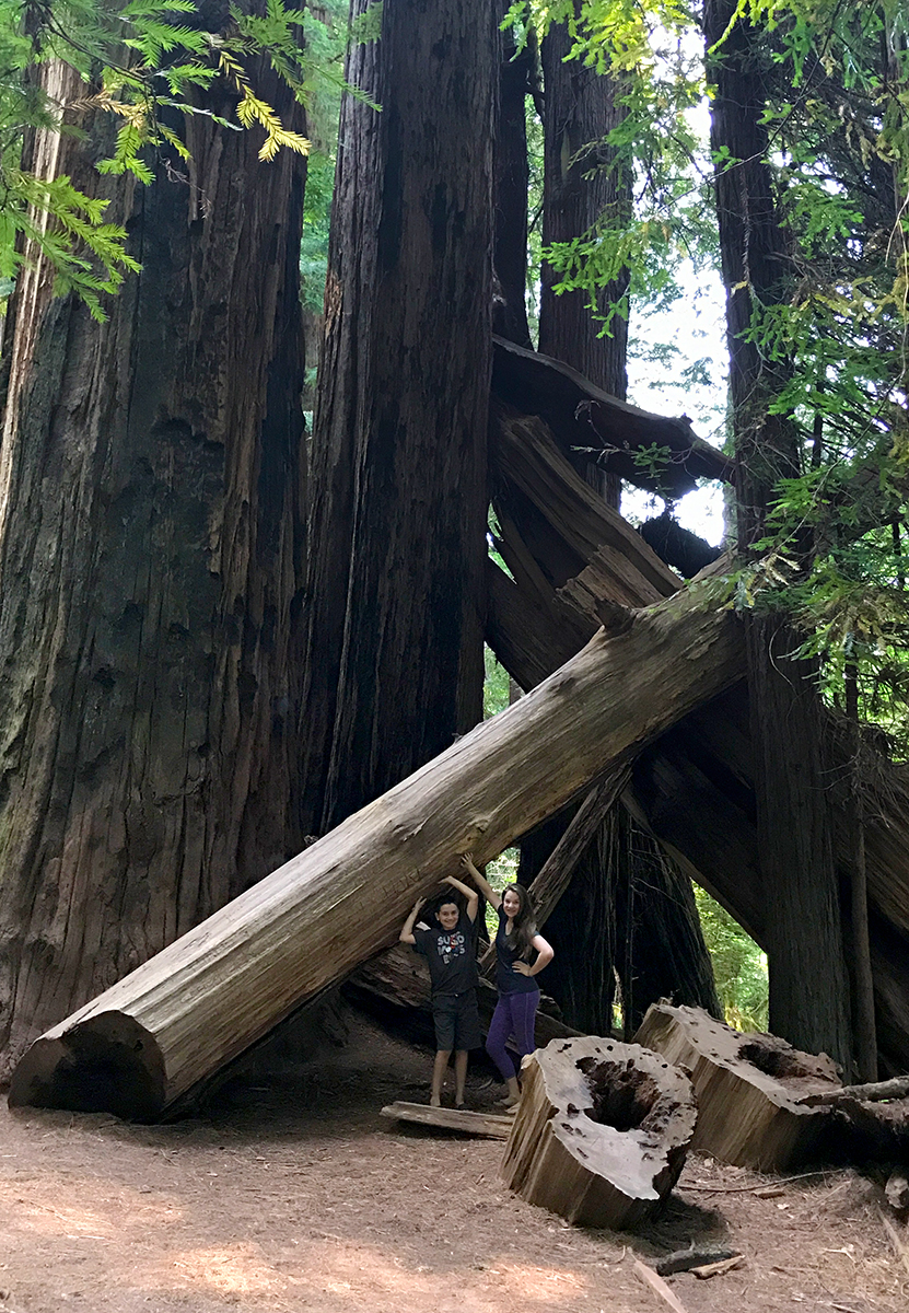 Stout Memorial Grove at Jedediah Smith State Park