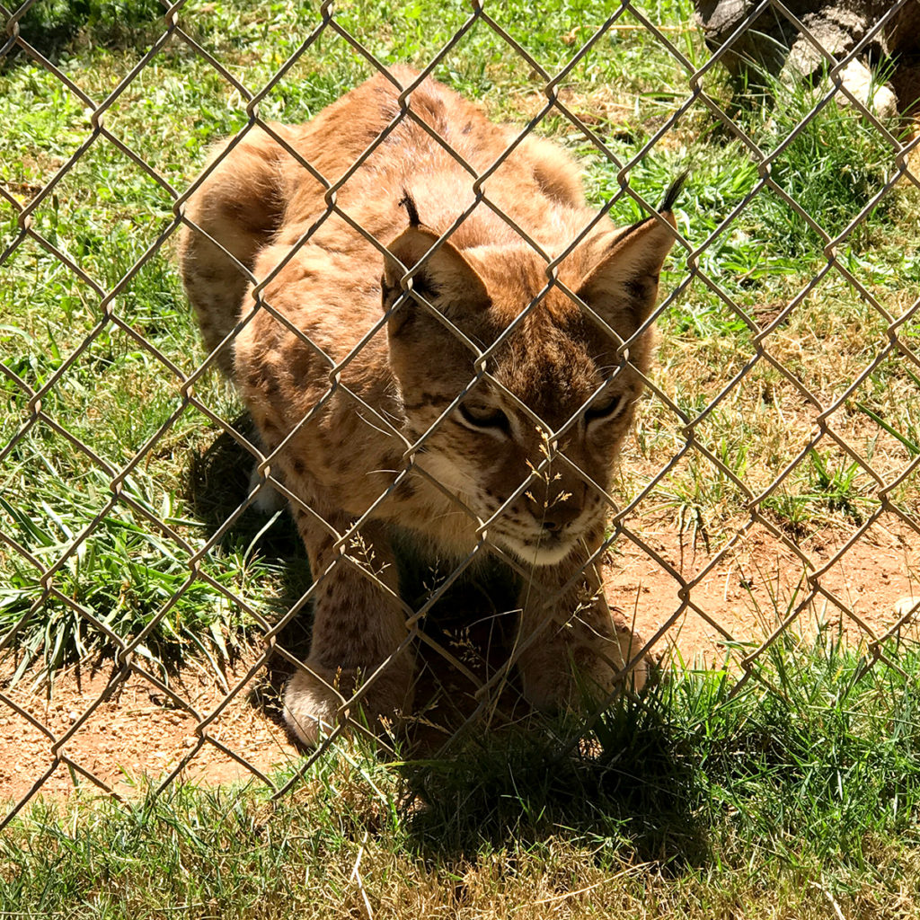 Great Cats World Park: See Tigers, Lions, And Big Cats Up Close