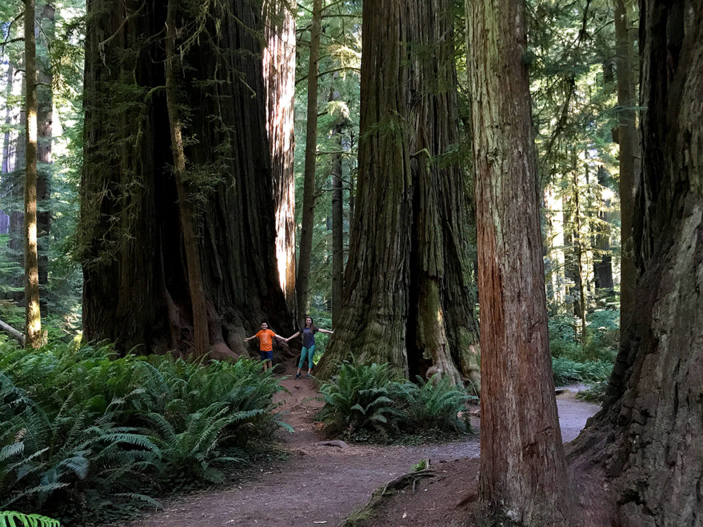 Simpson-Reed Discovery Trail at Jedediah Smith State Park
