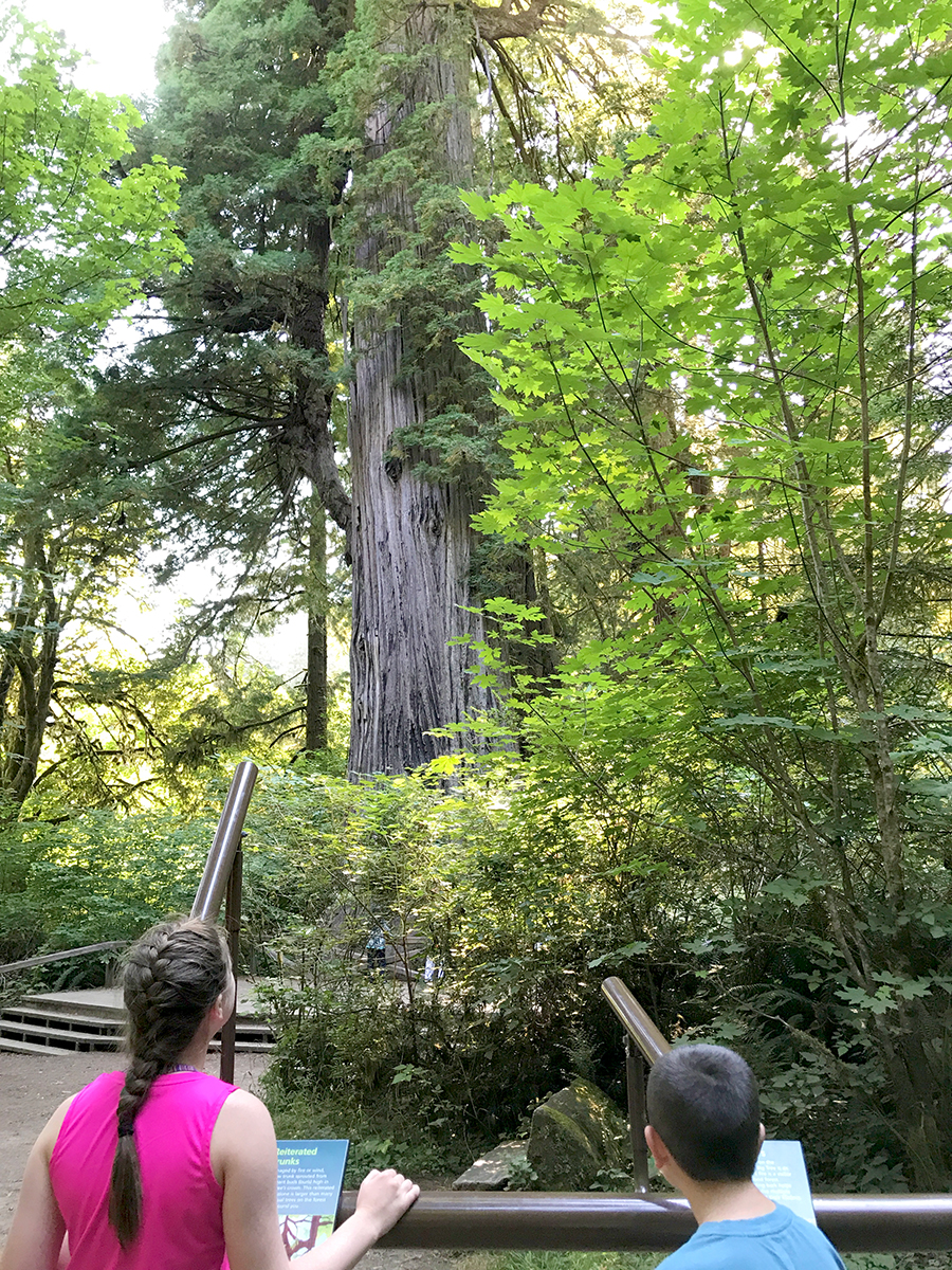 Big Tree Wayside And Circle Trail At Prairie Creek Redwoods State Park