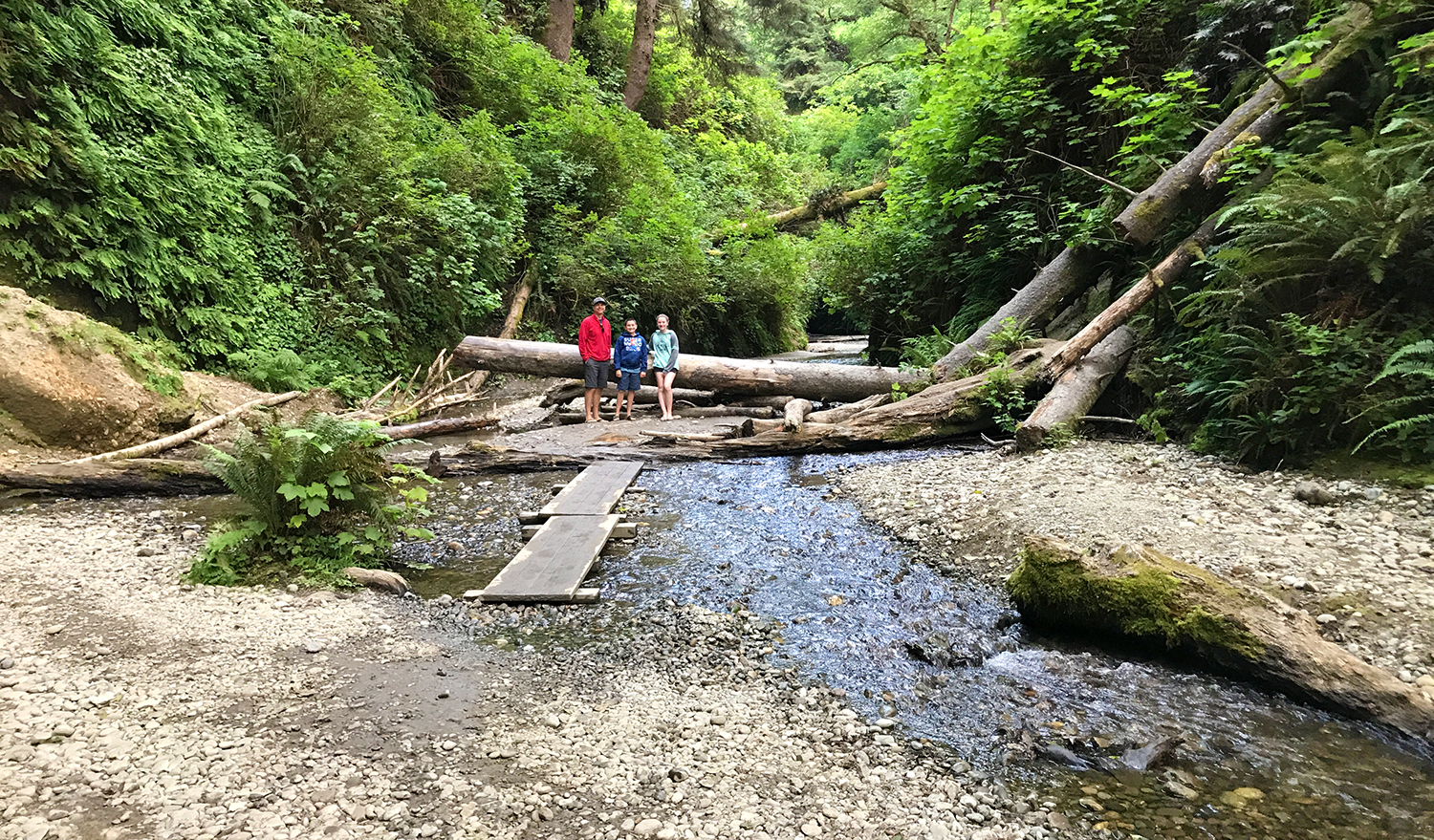 Fern Canyon Trail at Prairie Creek Redwoods State Park