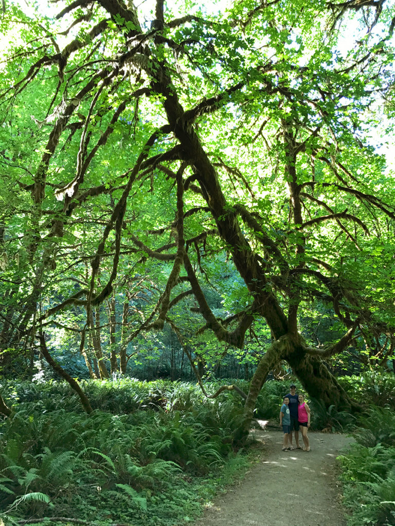 Corkscrew Tree Trail at Prairie Creek Redwoods State Park