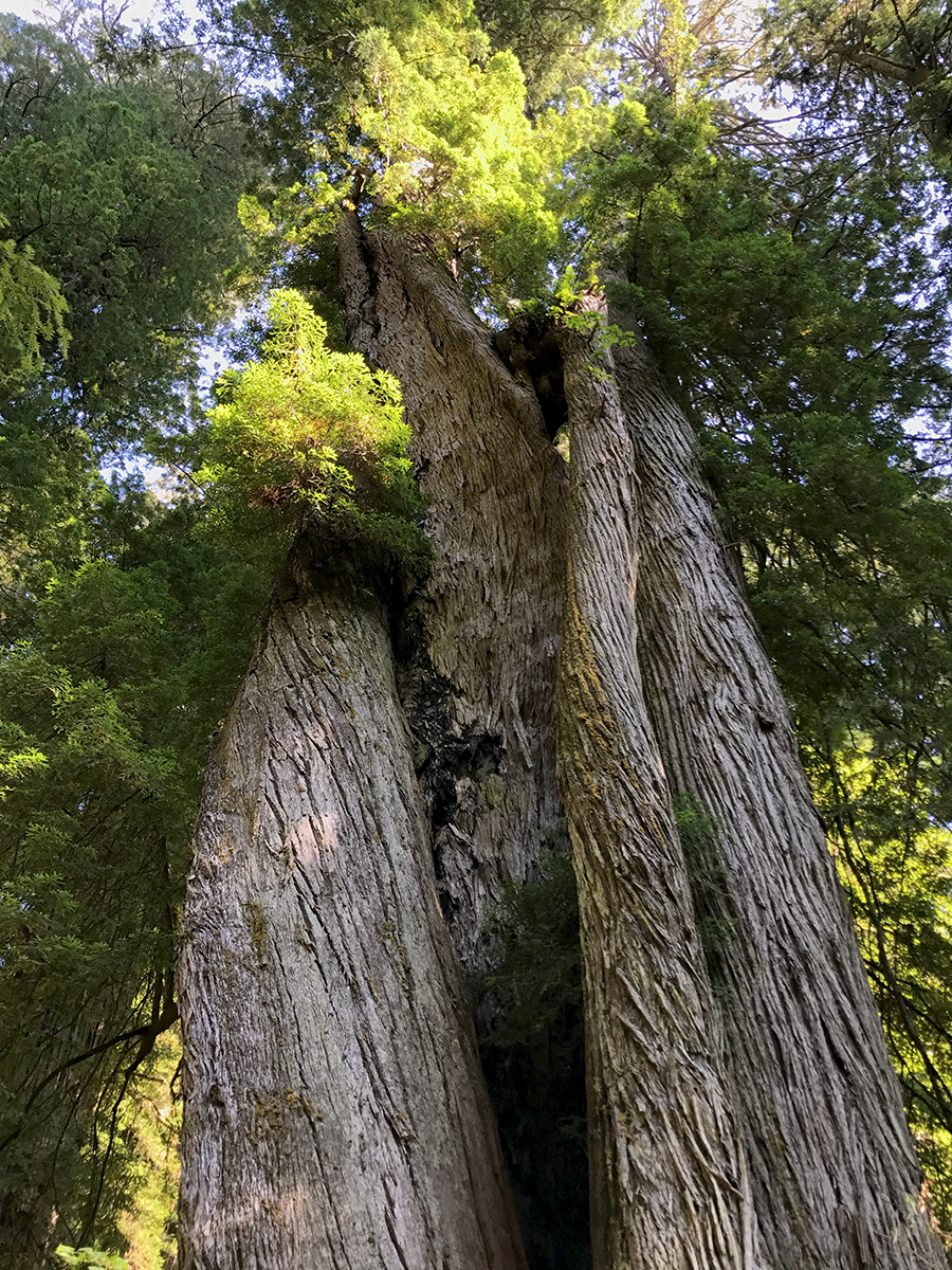 Corkscrew Tree Trail at Prairie Creek Redwoods State Park