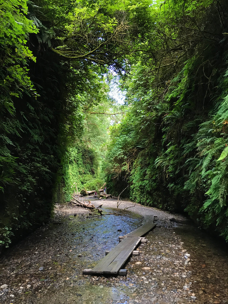 Fern Canyon Trail at Prairie Creek Redwoods State Park