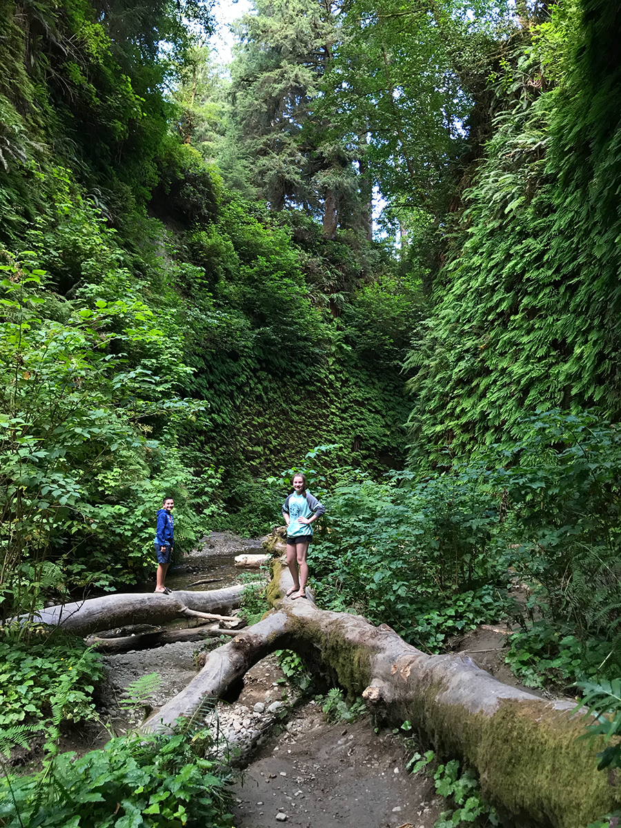 Fern Canyon Trail at Prairie Creek Redwoods State Park
