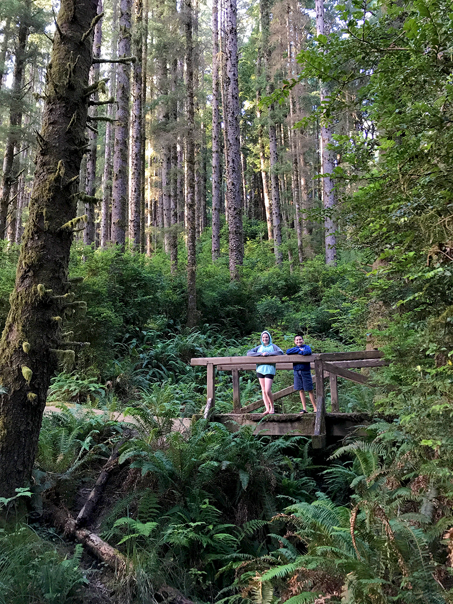 Fern Canyon Trail at Prairie Creek Redwoods State Park