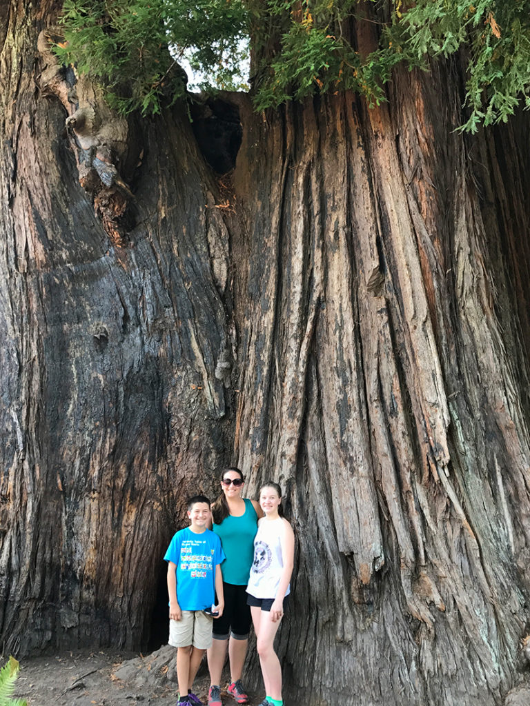 The 265 Foot Tall Grandfather Tree In Piercy, California