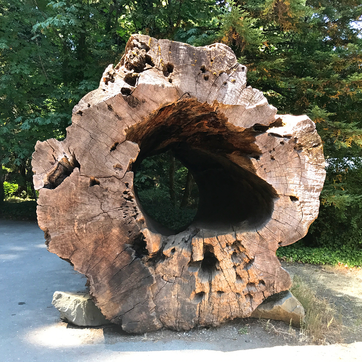 The Immortal Tree An Enduring Coastal Redwood In Redcrest, California