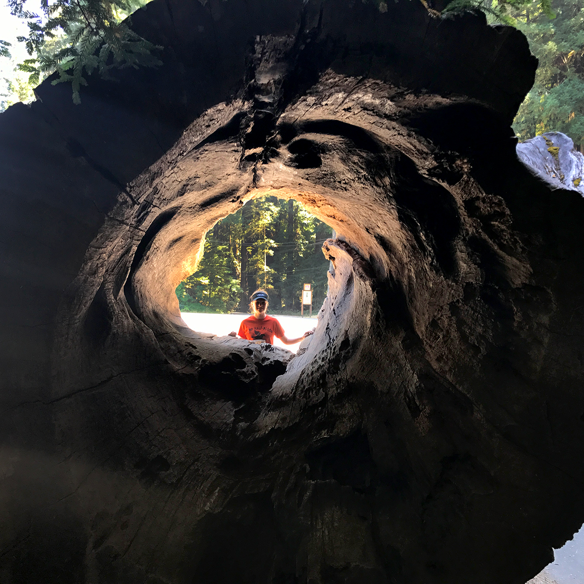 The Immortal Tree An Enduring Coastal Redwood In Redcrest, California