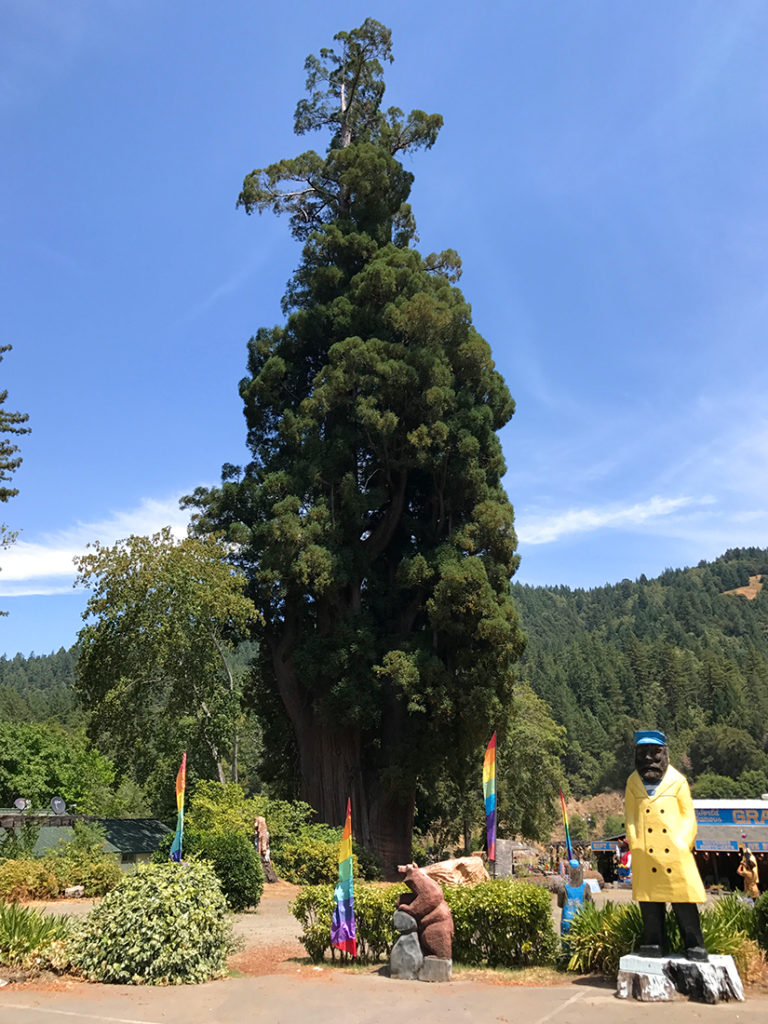 The 265 Foot Tall Grandfather Tree In Piercy, California