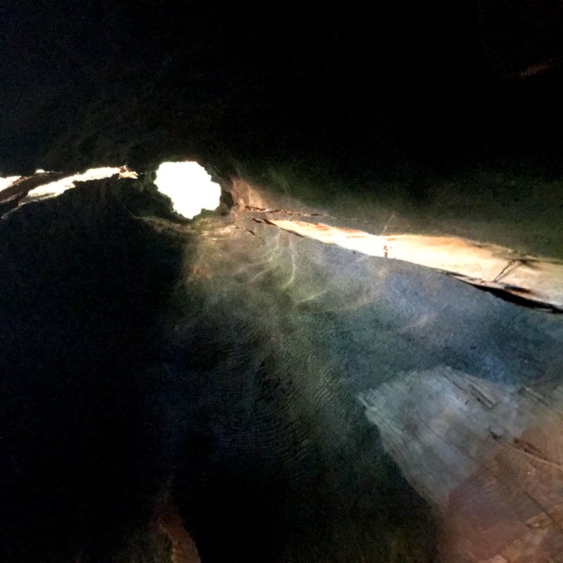 The Living Chimney Tree & Grill Along Avenue Of The Giants