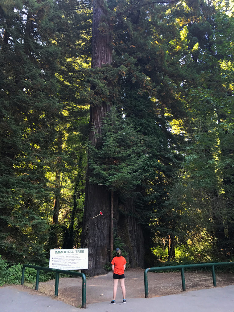 The Immortal Tree An Enduring Coastal Redwood In Redcrest, California