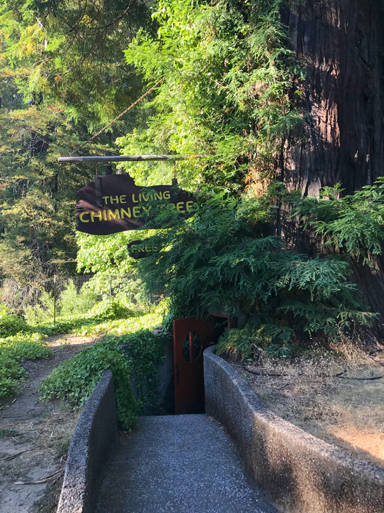 The Living Chimney Tree & Grill Along Avenue Of The Giants