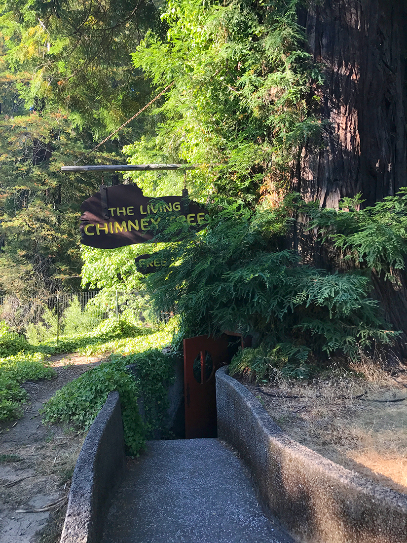 The Living Chimney Tree & Grill Along Avenue Of The Giants