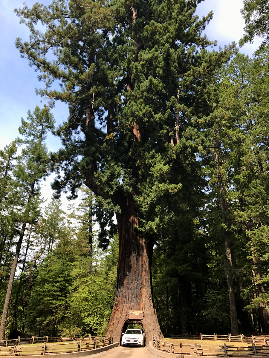The Chandelier Drive-Thru Tree at Drive-Thru Tree Park
