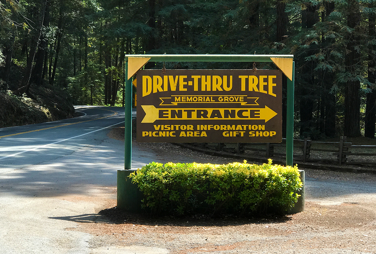 The Chandelier Drive-Thru Tree at Drive-Thru Tree Park