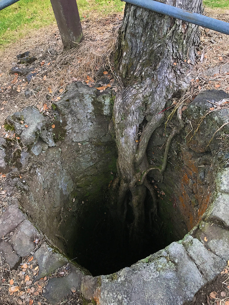 View Rare Lava Tree Molds At Hawai'i Volcanoes National Park