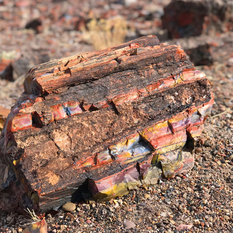 Exploring The Crystal Forest At Petrified Forest National Park