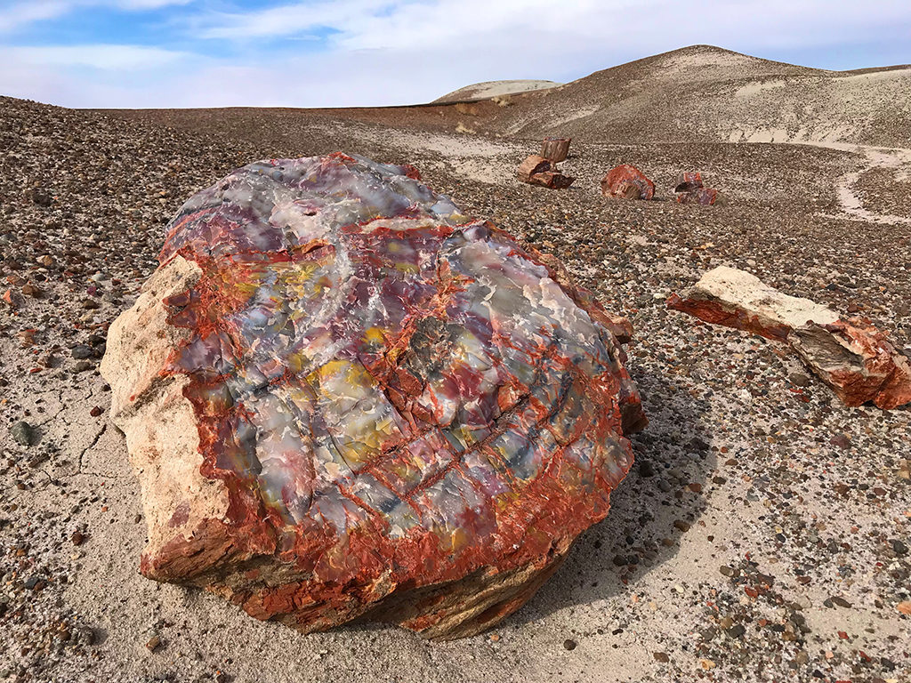 Exploring The Crystal Forest At Petrified Forest National Park