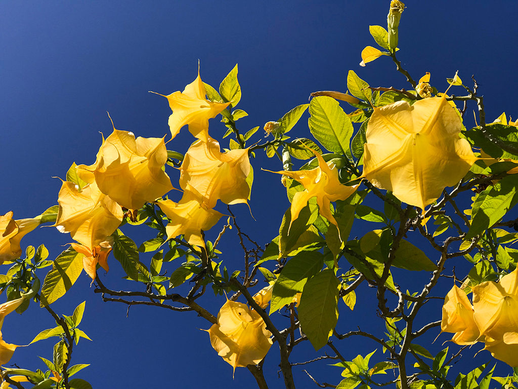 The Filbert Steps On Telegraph Hill In San Francisco